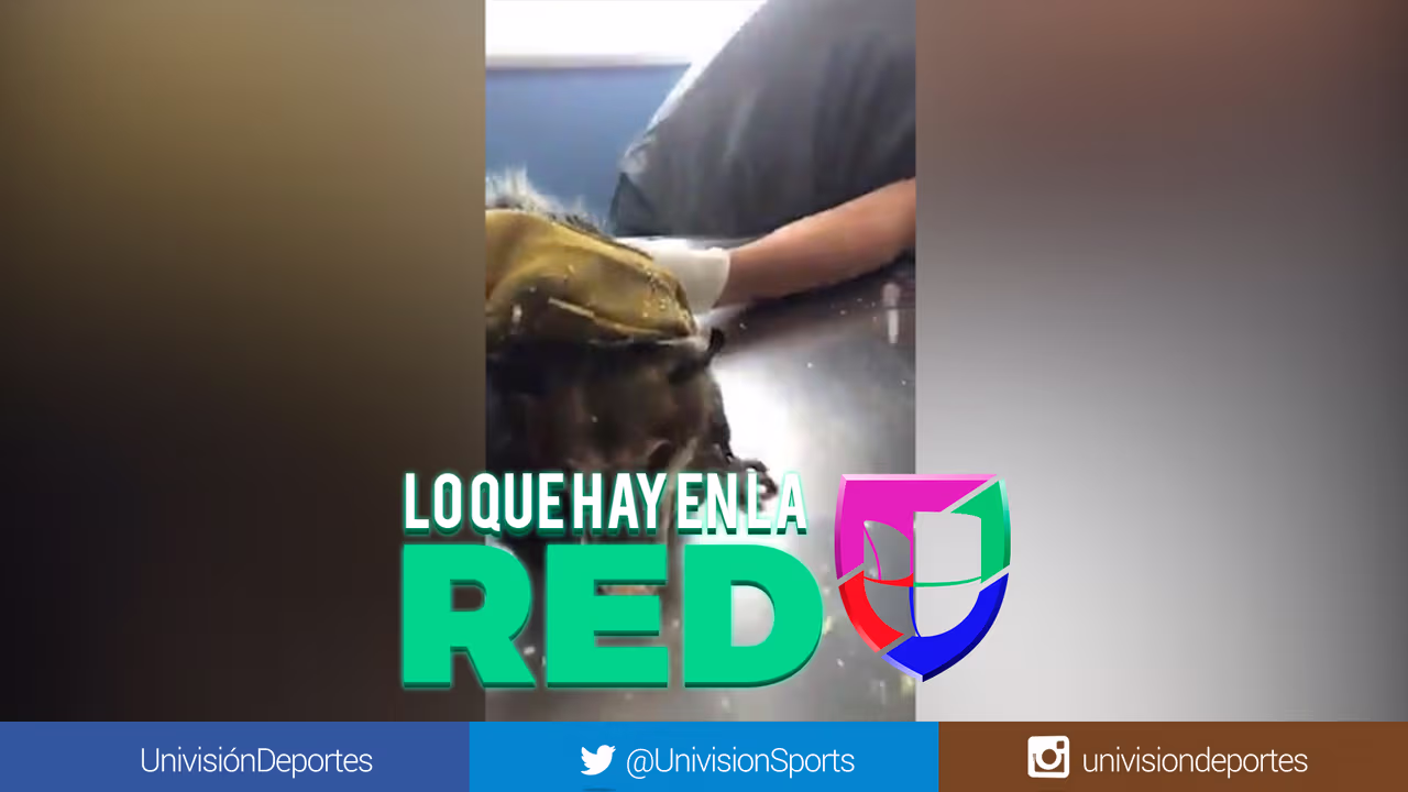 El Tlacuache del 'Pirata', atendido por veterinarios | TUDN Fútbol | TUDN