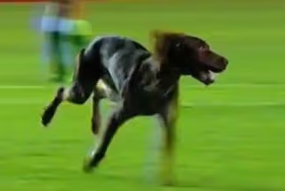 ¡Otro perro en el fútbol de Argentina! Ahora fue en el partido entre ...