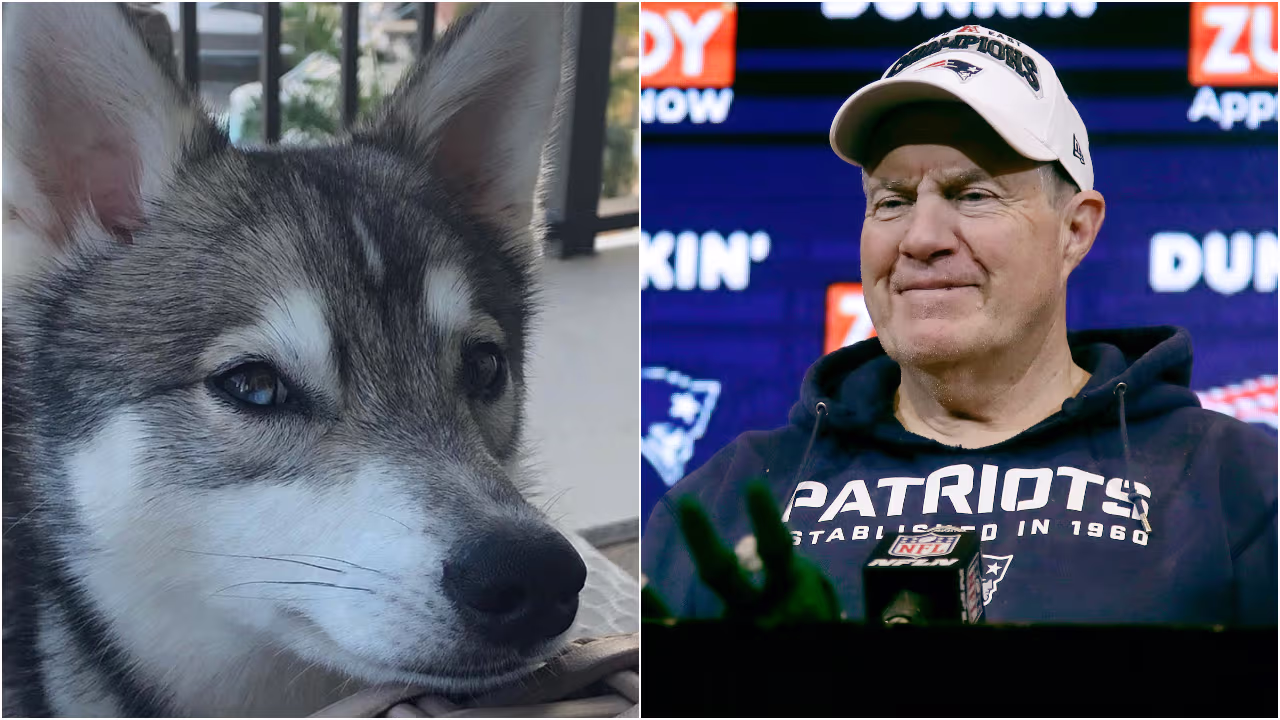 ¡Conoce a Nike! El perro que se hizo famoso en el Draft de la NFL ...